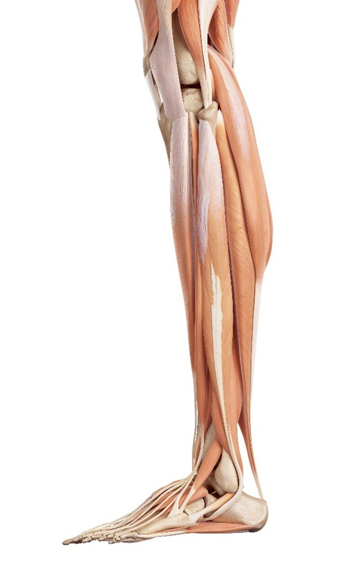 6-Pack of the Foot - Advanced Physical Therapy